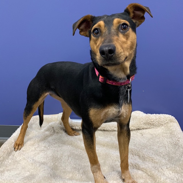 Robin - Pet Rescue Network