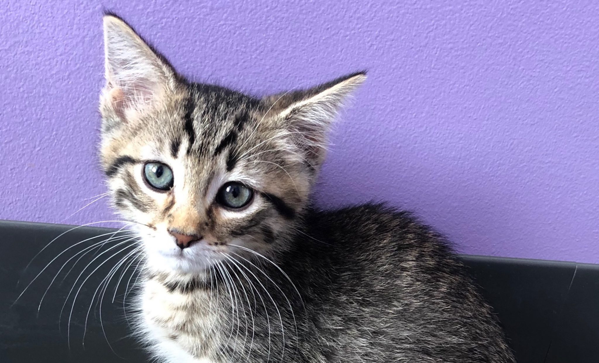 Cooper - Pet Rescue Network