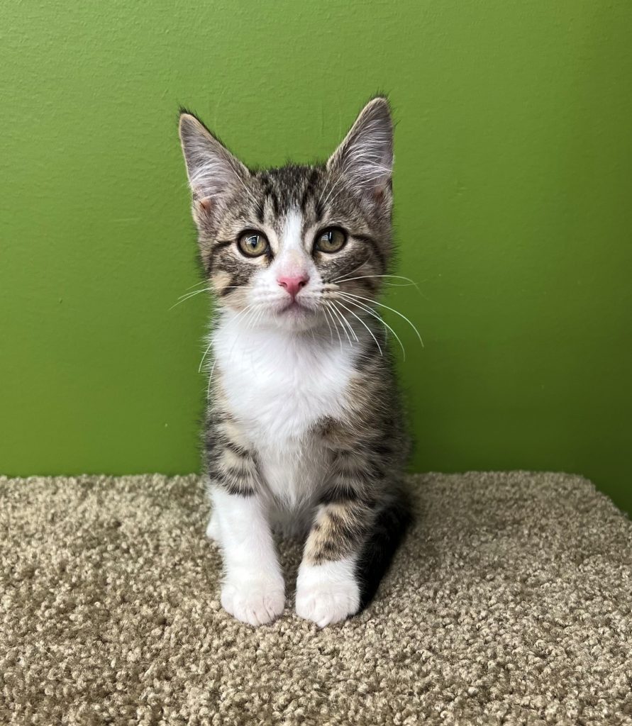 Woody the Kitten - Pet Rescue Network