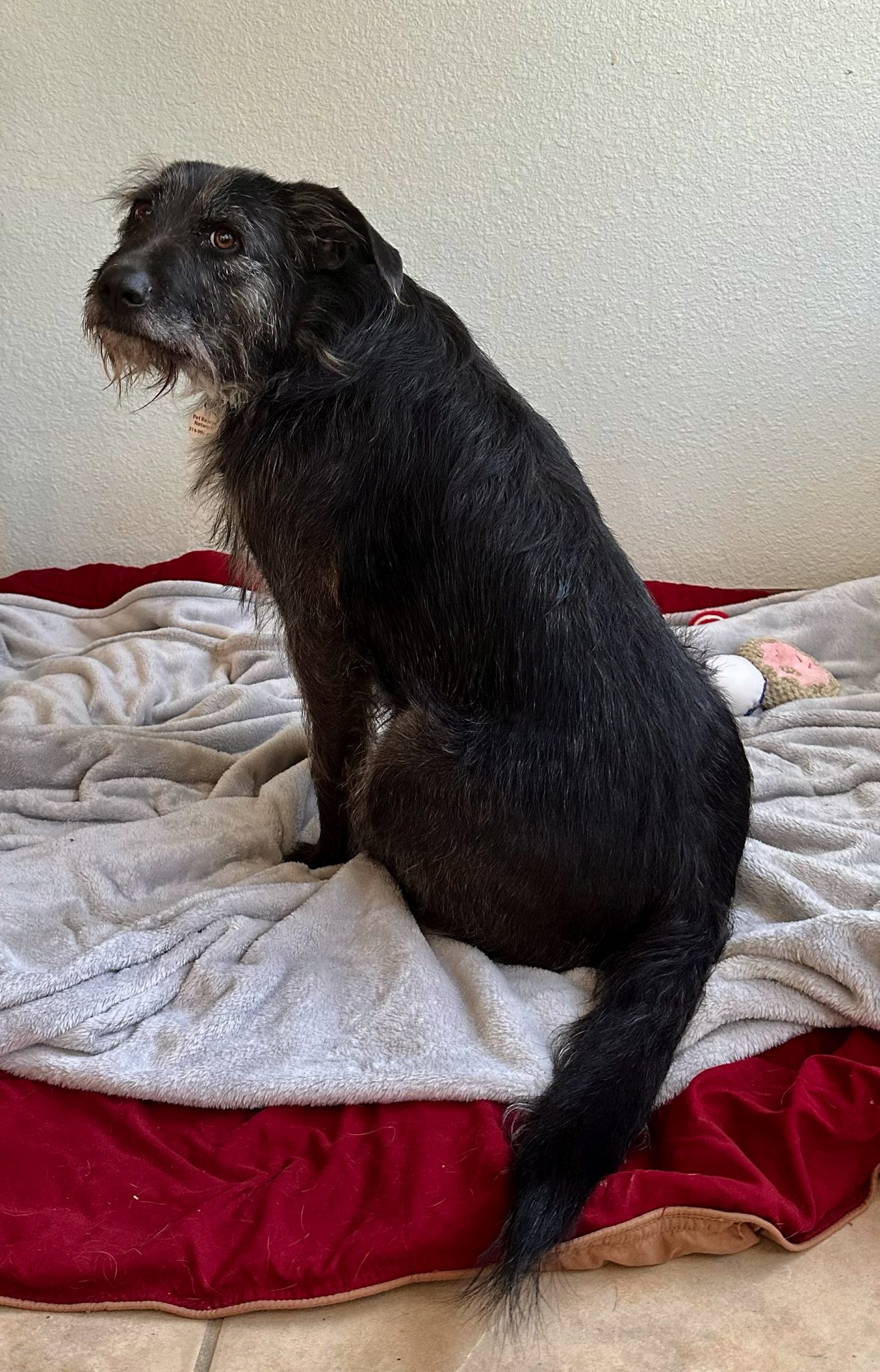 Sissy - Pet Rescue Network