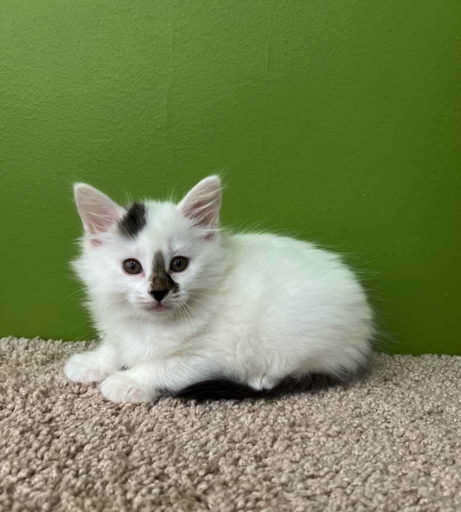 Bud - Pet Rescue Network