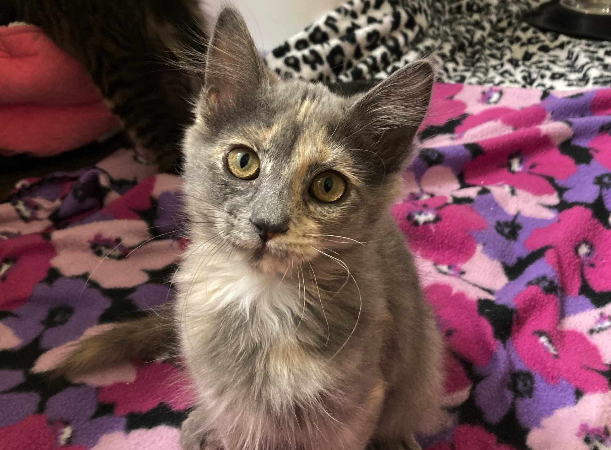 Cirrus - Pet Rescue Network