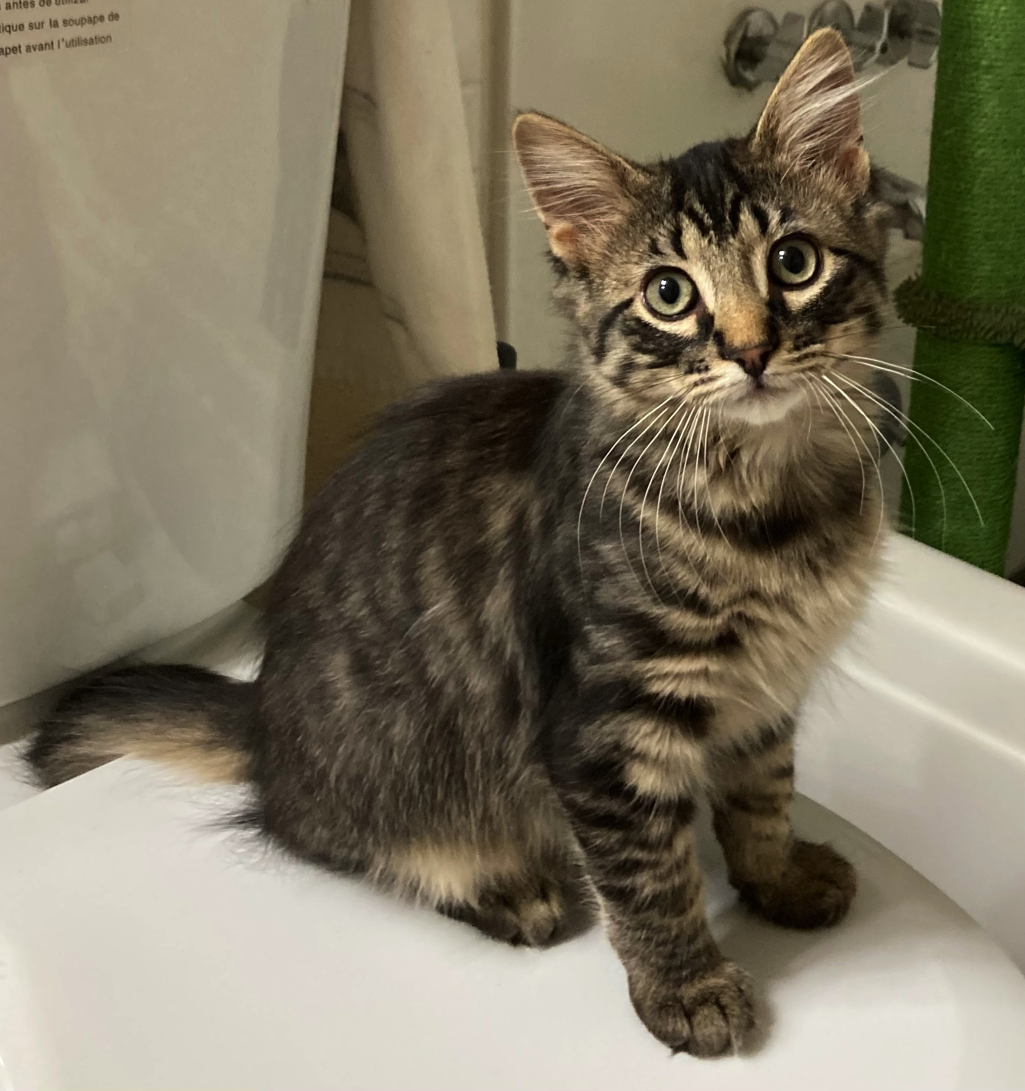 Nimbus - Pet Rescue Network