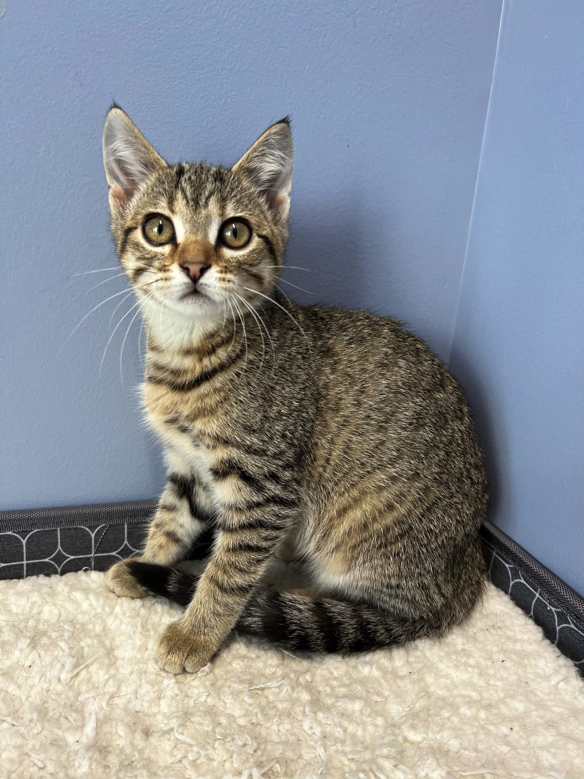 Robin - Pet Rescue Network