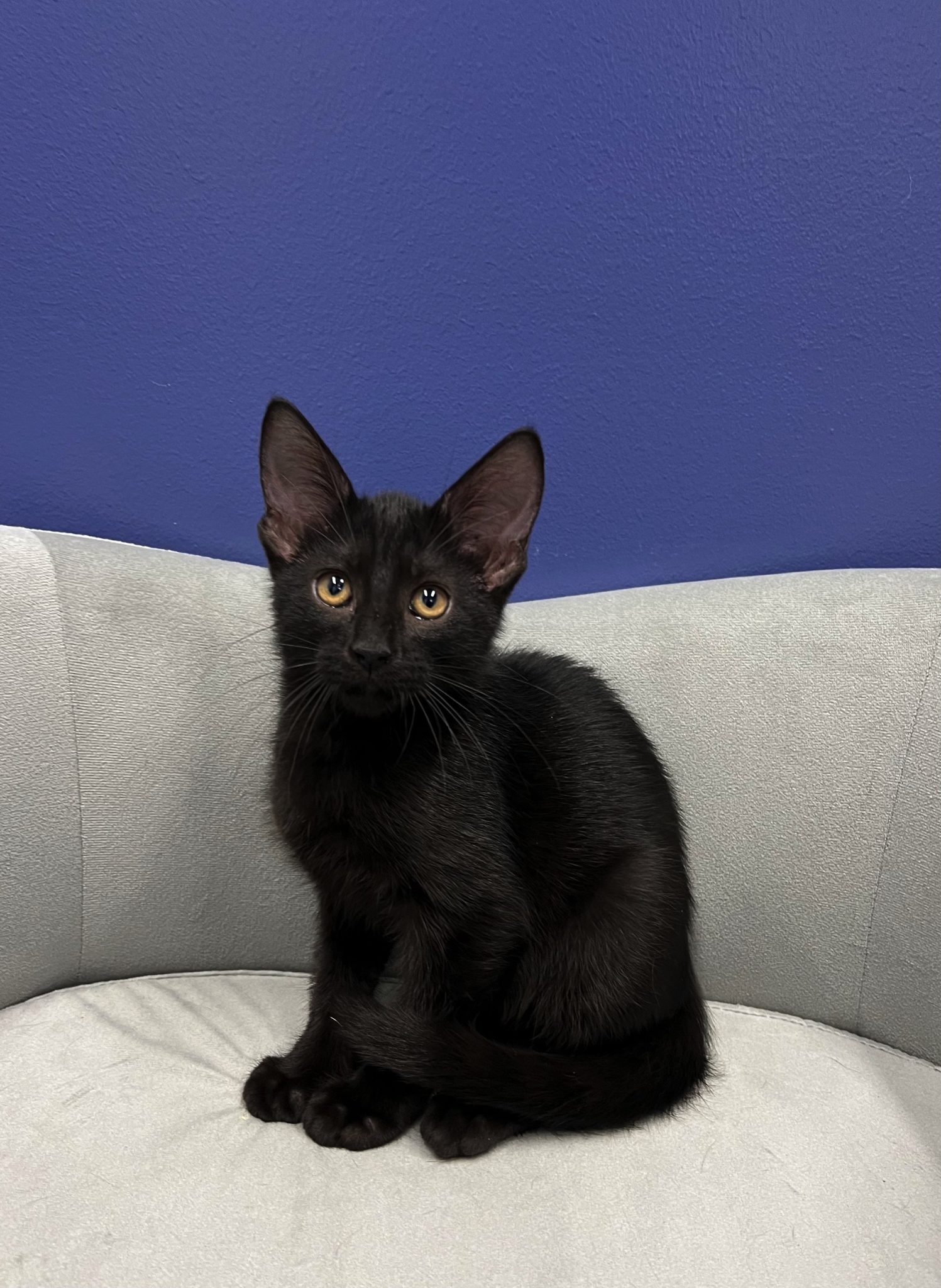 Neo - Pet Rescue Network