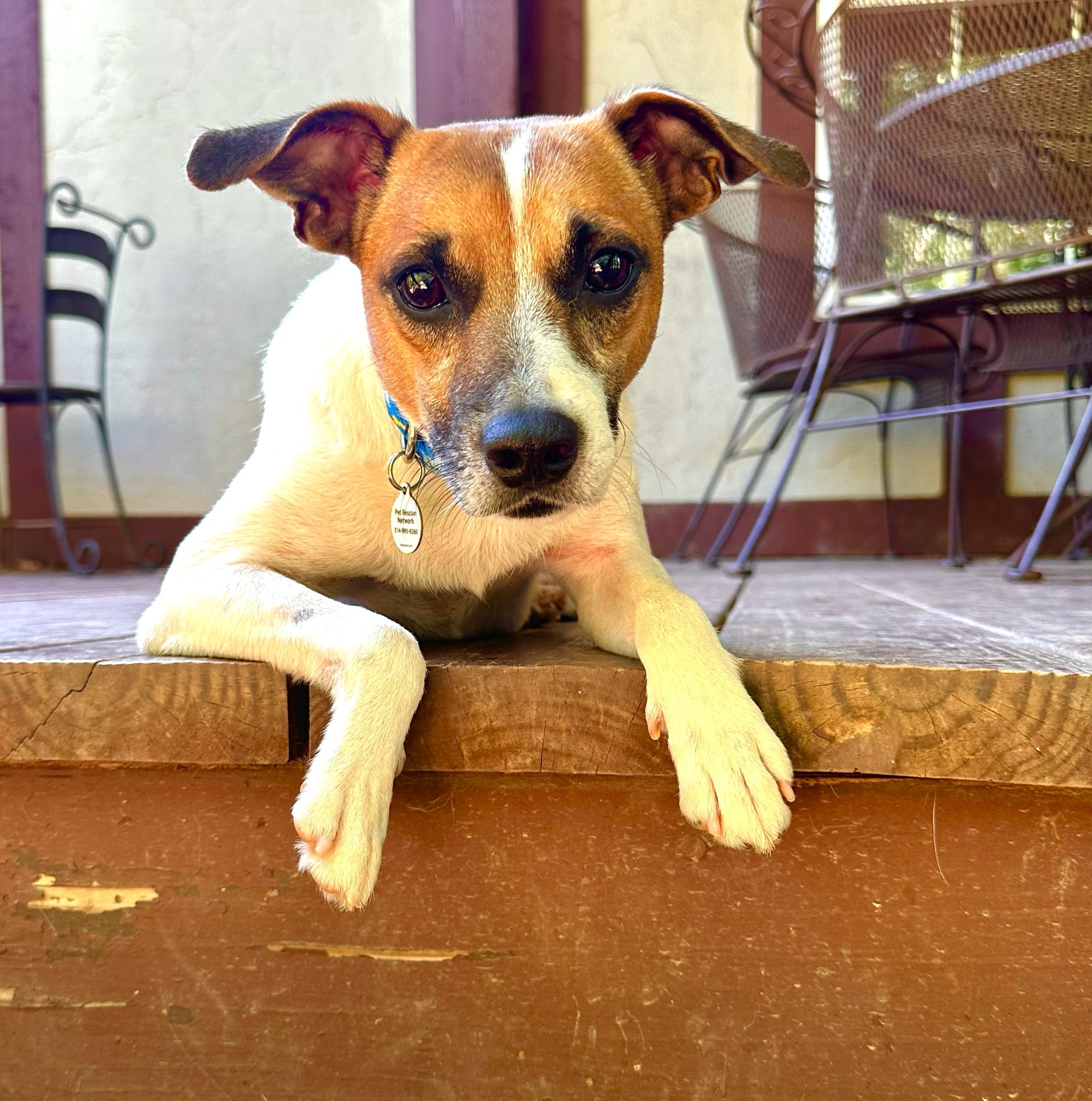 Mannix - Pet Rescue Network