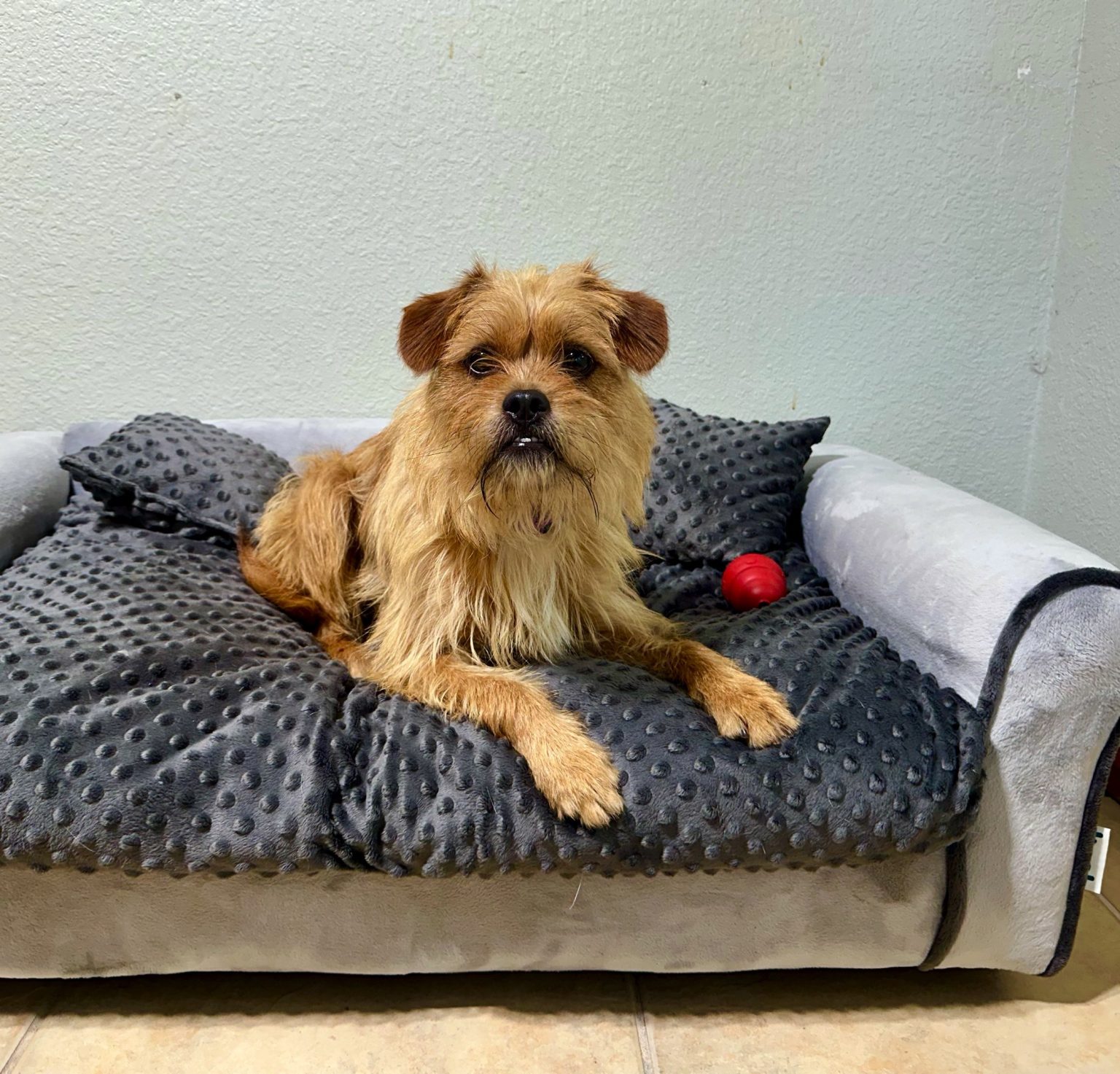 Jax - Pet Rescue Network